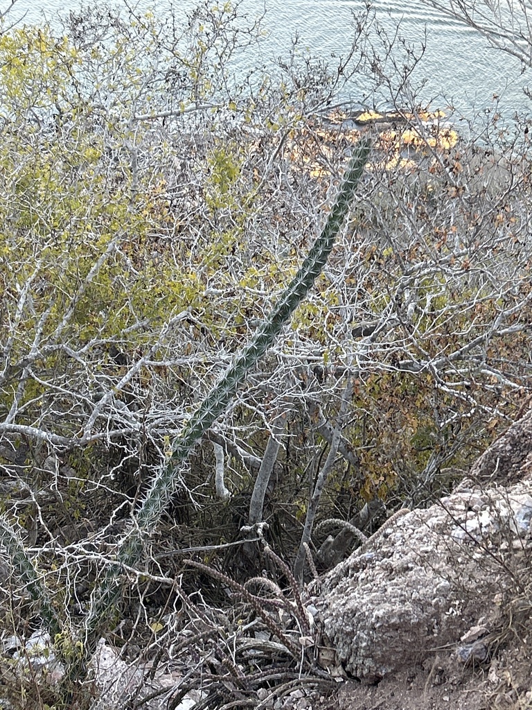 Octopus Cactus in January 2025 by Danya Rojo · iNaturalist
