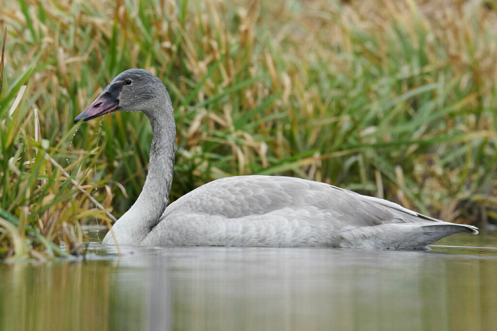 Trumpeter Swan from Capital Regional District, BC, Canada on January 13 ...