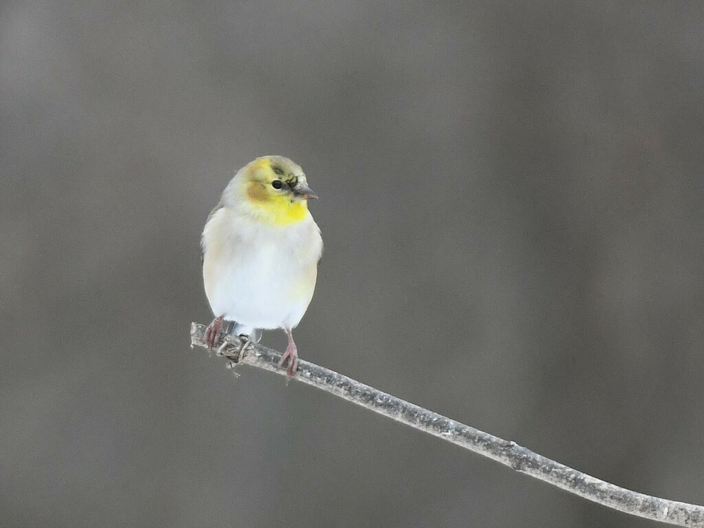 American Goldfinch from Stage Road, New Castle County, DE, USA on ...