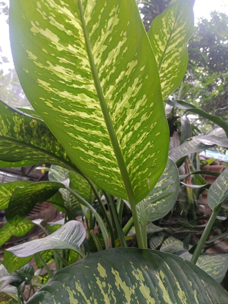 tuftroot from Santo Nino, San Mateo, Rizal, Philippines on January 14 ...