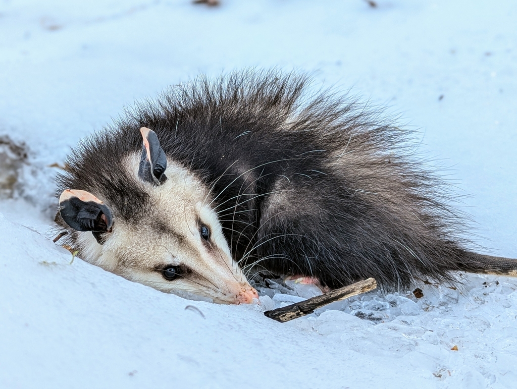 Virginia Opossum from SAUTE-NACOCHE, GA 30571, USA on January 13, 2025 ...