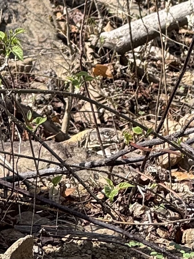 False Monitor in January 2025 by Daniel Zuñiga · iNaturalist