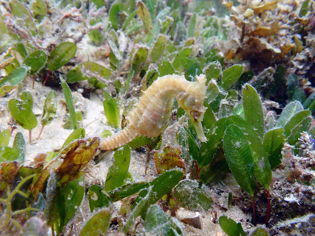 White's Seahorse from Fly Point on January 14, 2025 at 10:29 AM by ...