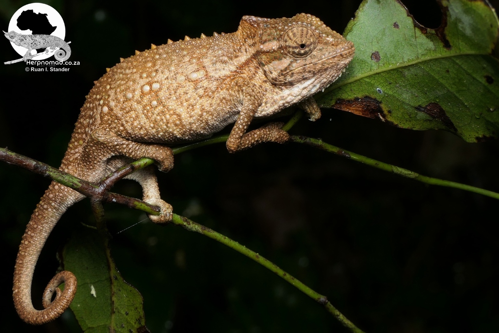 Midlands Dwarf Chameleon Complex in October 2024 by Ruan I. Stander ...