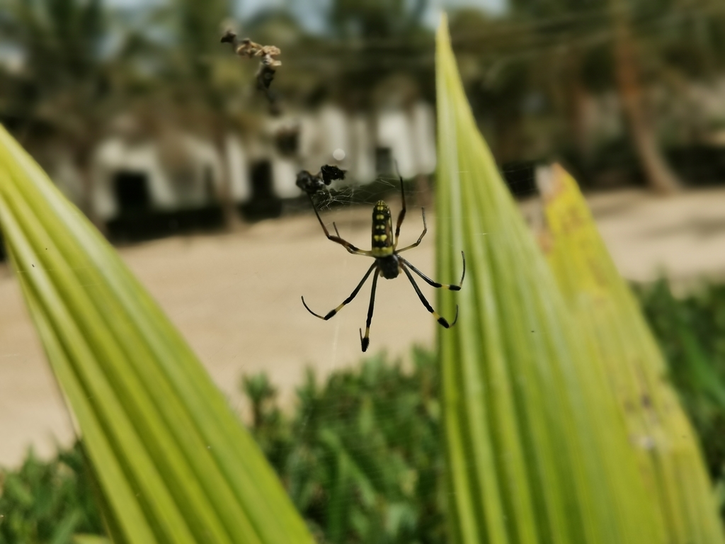 banded-legged golden orb-web spider from Boa Vista, Kap Verde on July ...