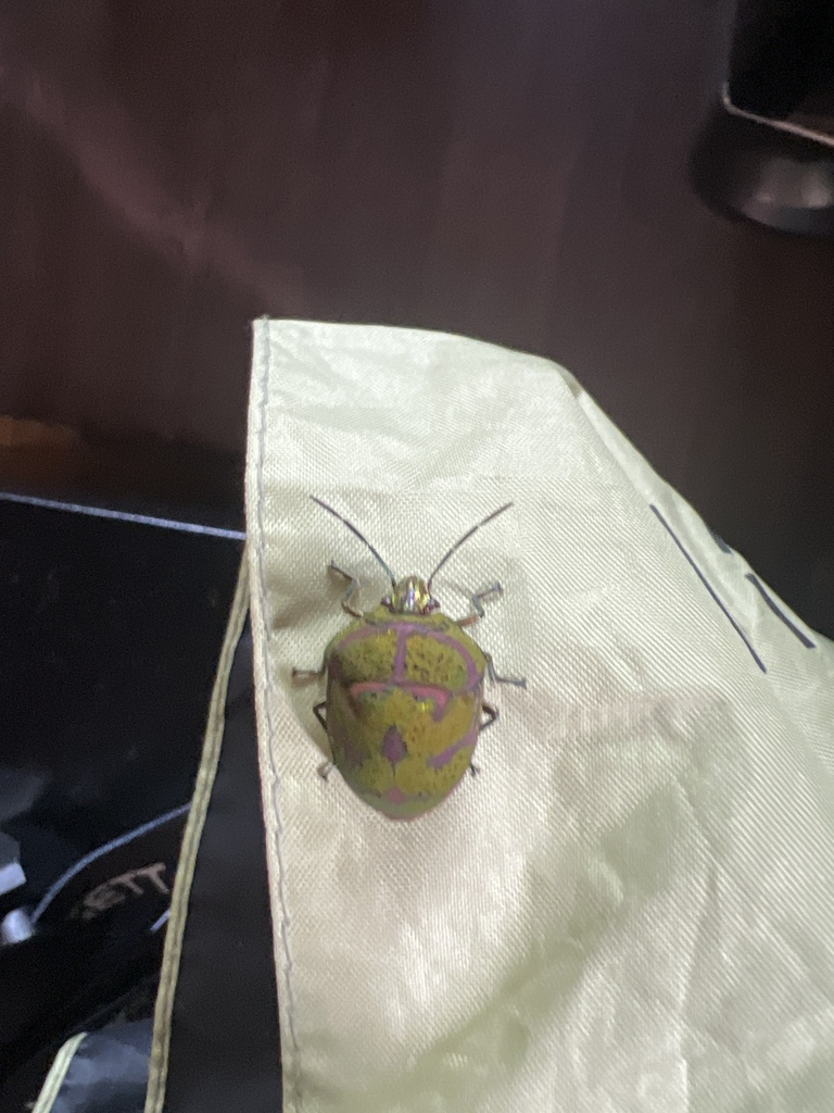 Clown Stink Bug from 本州, 嬬恋村, 群马县, JP on August 17, 2024 at 11:56 AM by ...