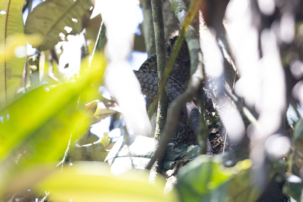 Banded/Spotted Tree Monitor Complex in January 2025 by Jono Dashper ...