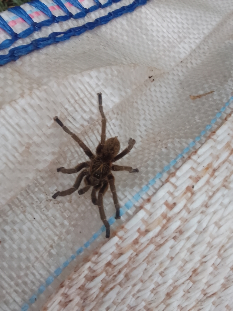 Blue Foot Baboon Spider in December 2024 by Nomthandazo Nxumalo ...