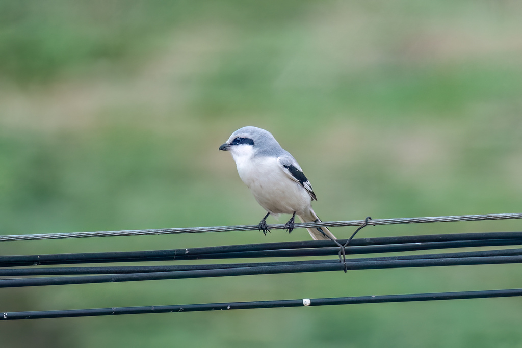 Chinese Grey Shrike in January 2025 by Oscar Ho · iNaturalist