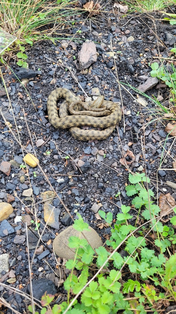Tessellated Water Snake from Pogwizdów, Poland on September 22, 2022 at ...