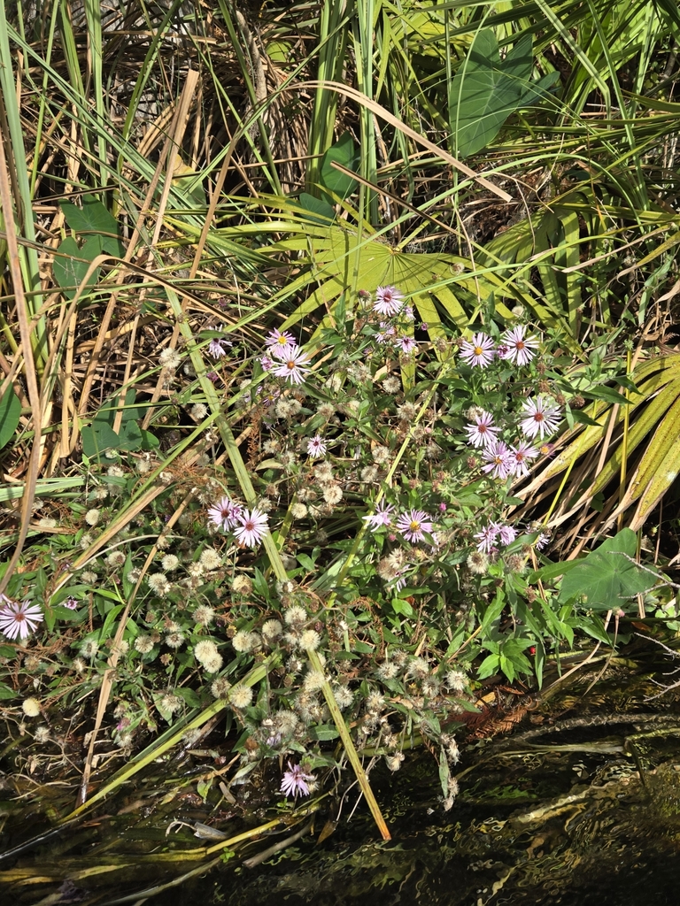 Elliott's aster from Spring Hill, FL, USA on December 29, 2024 at 10:38 ...
