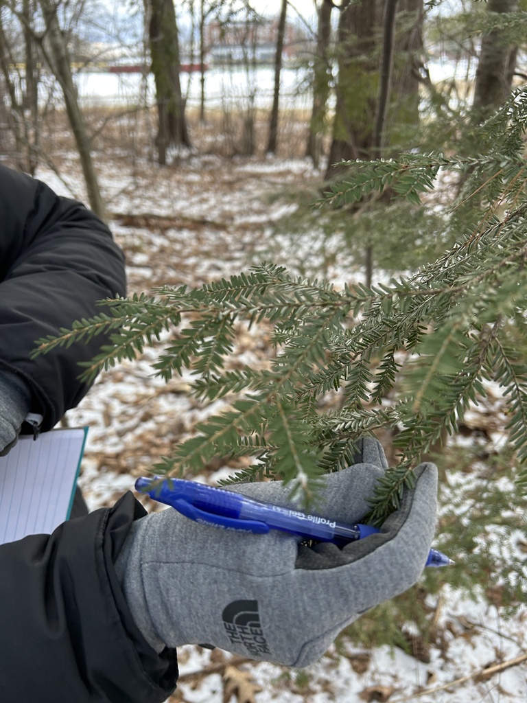 eastern hemlock from Bates College, Lewiston, ME, US on January 14 ...