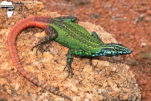 Subespecies Platysaurus orientalis fitzsimonsi · iNaturalist Mexico
