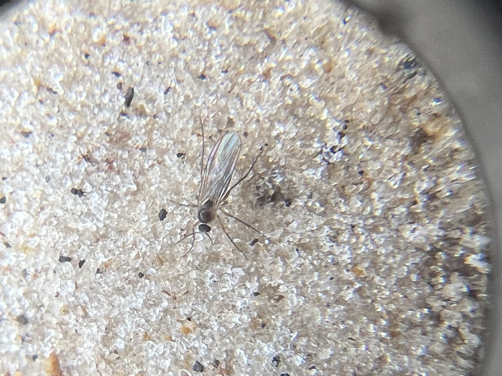 Fungus Gnats and Gall Midges from Dickinson, AL, US on January 14, 2025 ...