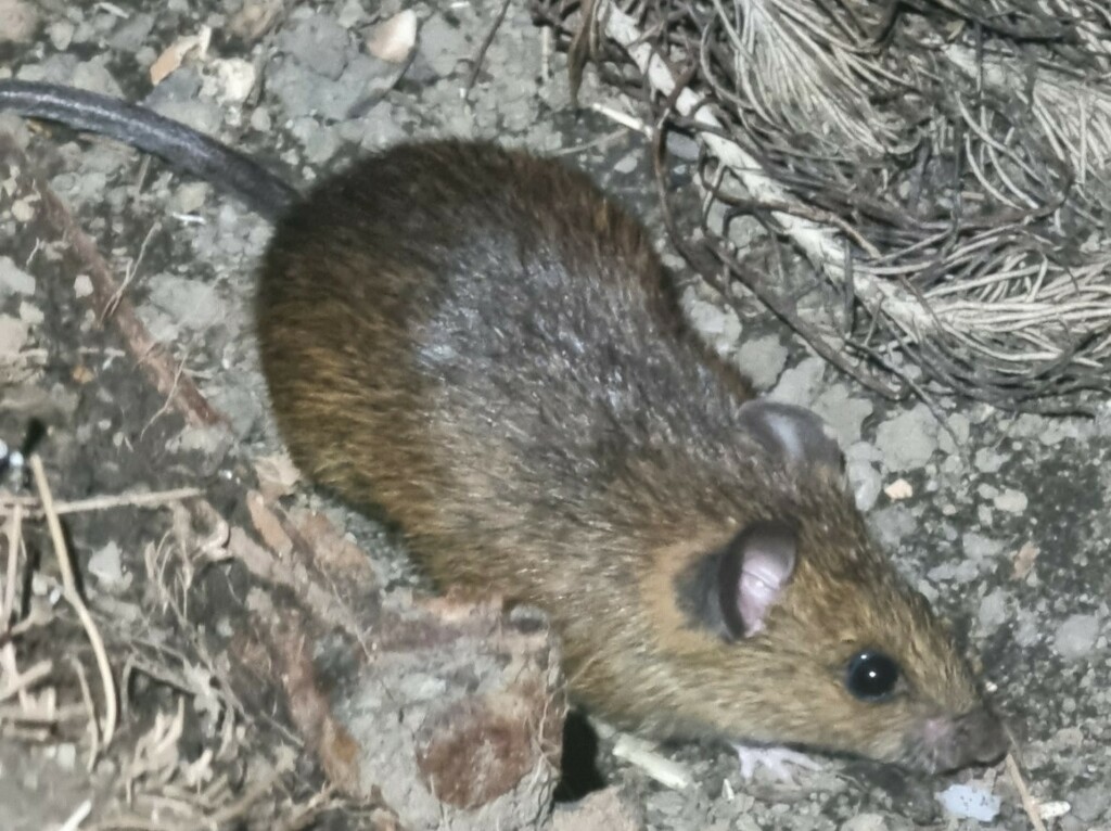 Ricefield Rat from North Lombok Regency, West Nusa Tenggara, Indonesia ...