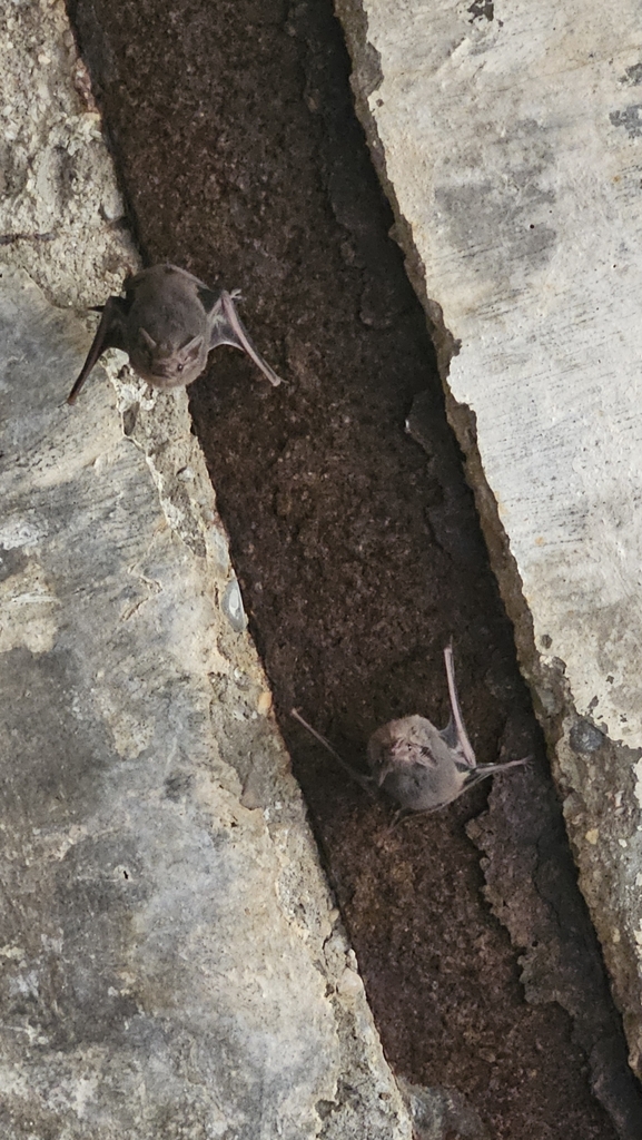 Gray Sac-winged Bat from Puntarenas, CR-PU, CR on January 13, 2025 at ...