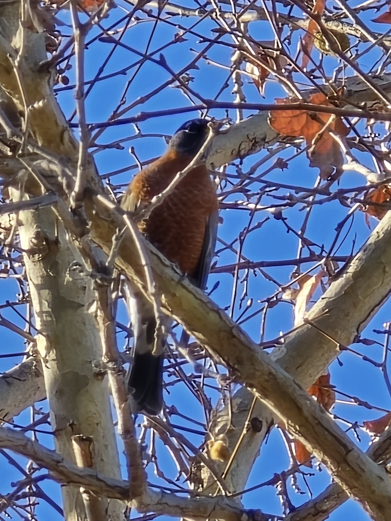 American Robin from Chino Hills, CA 91709, USA on January 14, 2025 at ...