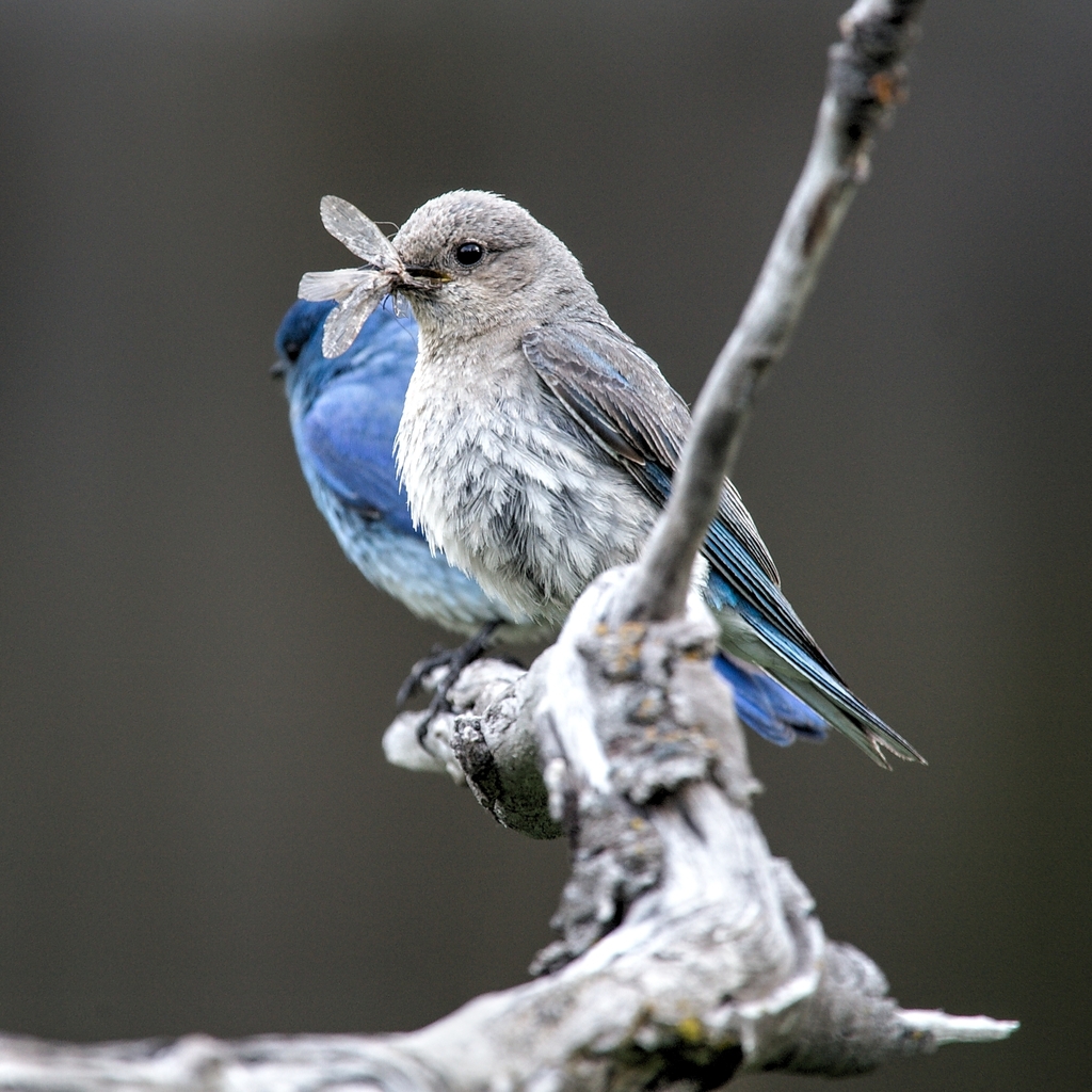 Mountain Bluebird from Thompson-Nicola, BC, Canada on June 27, 2010 at ...
