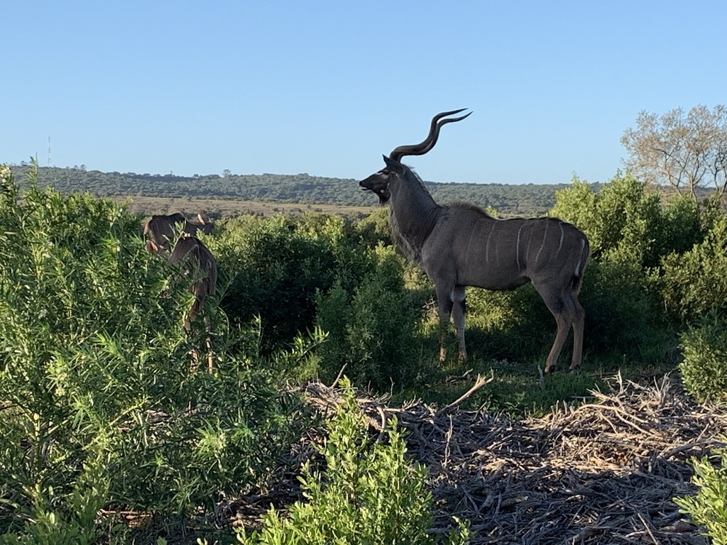 Southern Greater Kudu from Distrito de Cacadu, , EC, ZA on July 26 ...