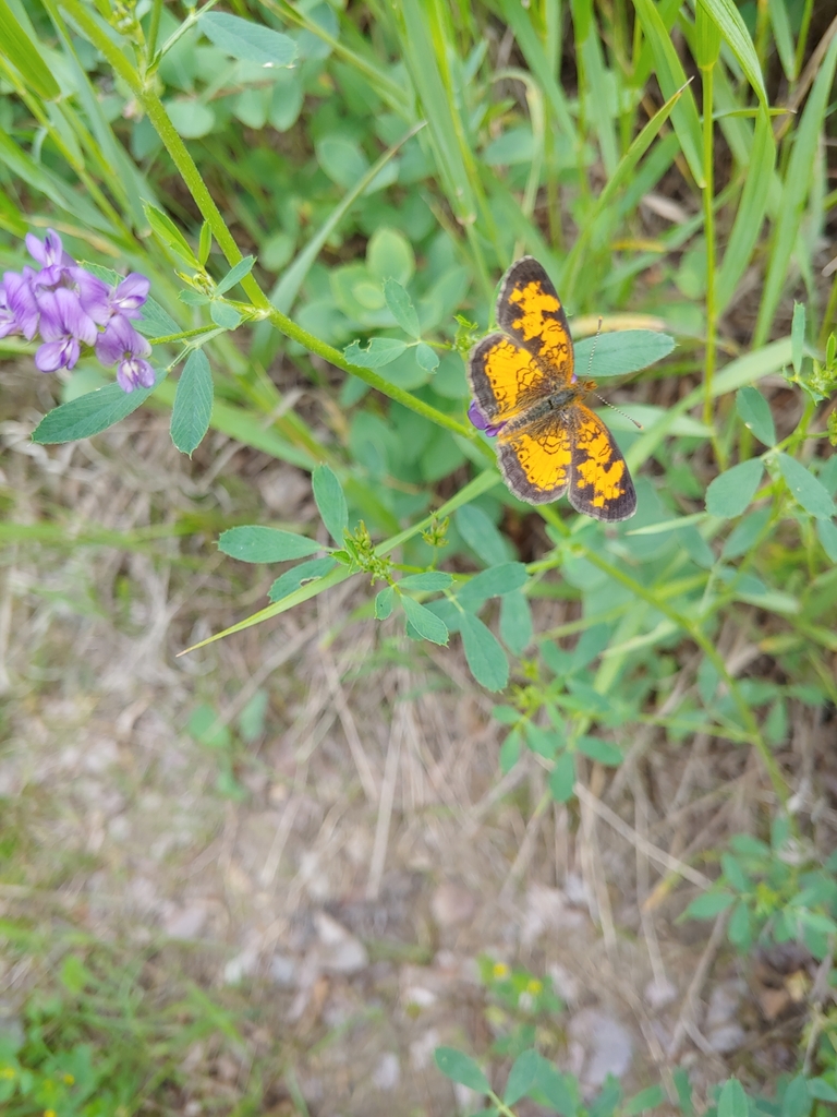 Northern Crescent from Cochin, SK S0M 0L0, Canada on July 13, 2019 at ...