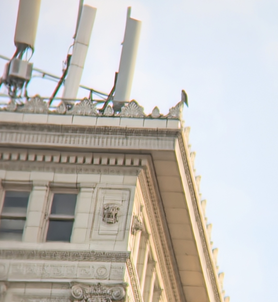 Peregrine Falcon from Stevens @ Main, Spokane, WA 99201, USA on January ...