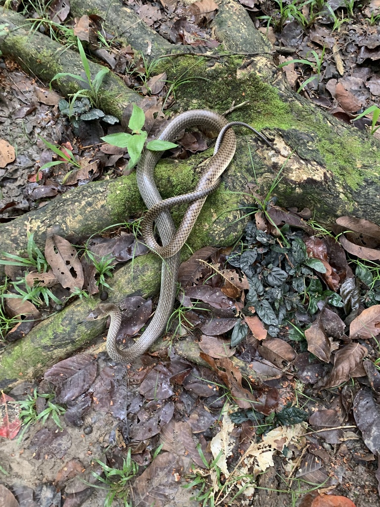 Indo-Chinese Rat Snake in January 2025 by Federico Timelli · iNaturalist