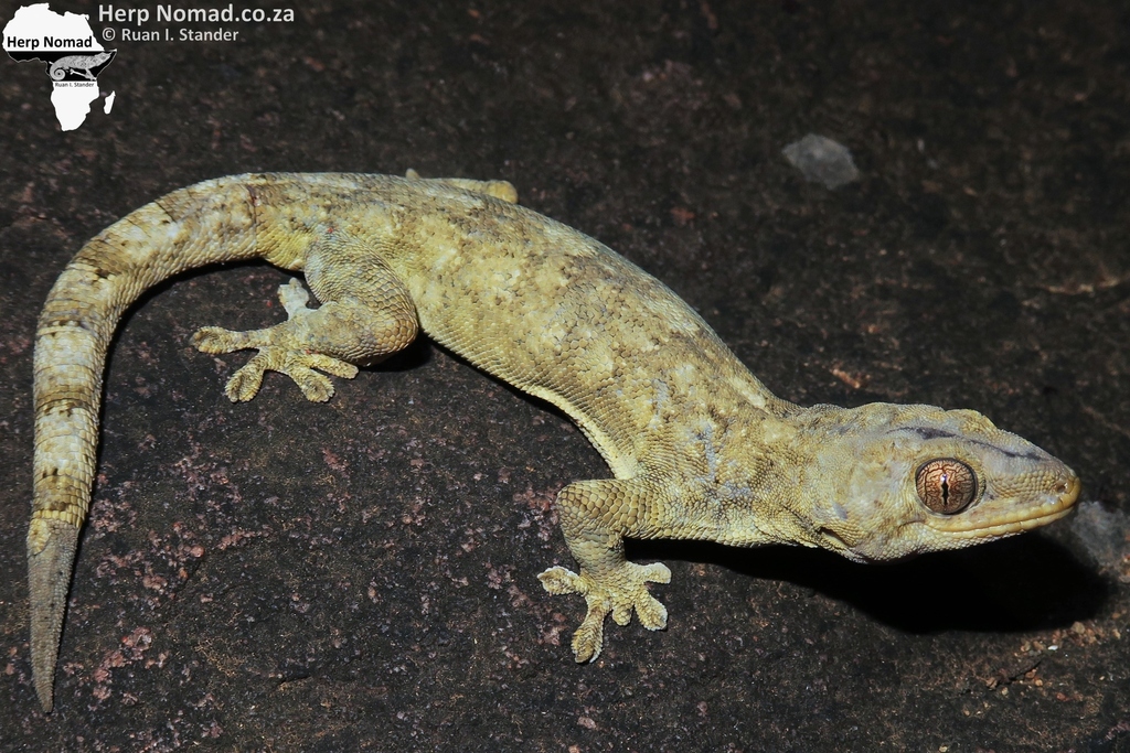 Wahlberg's Velvet Gecko in June 2019 by Ruan I. Stander · iNaturalist