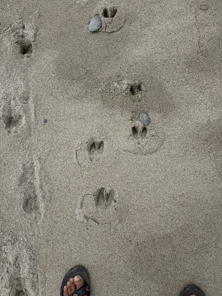 Vertebrates from Karamea Bight, Westport, West Coast, NZ on January 8 ...