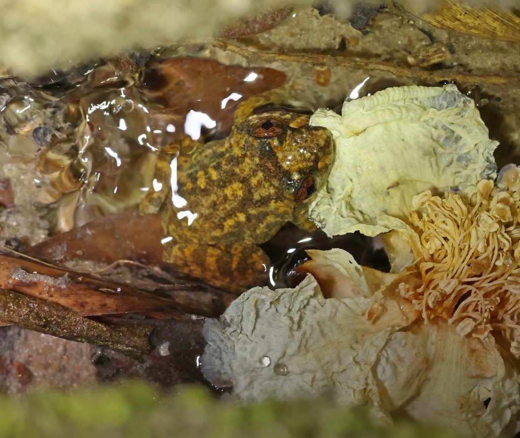 Lesser Spiny Frog from 香港渣甸山 on January 14, 2025 at 10:12 PM by Love ...