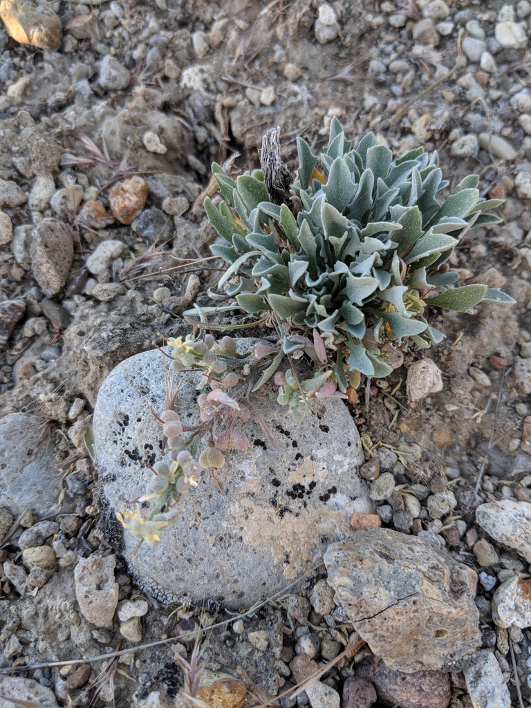 Wassuk Range Bladderpod from Lander County, NV, USA on July 02, 2019 at ...