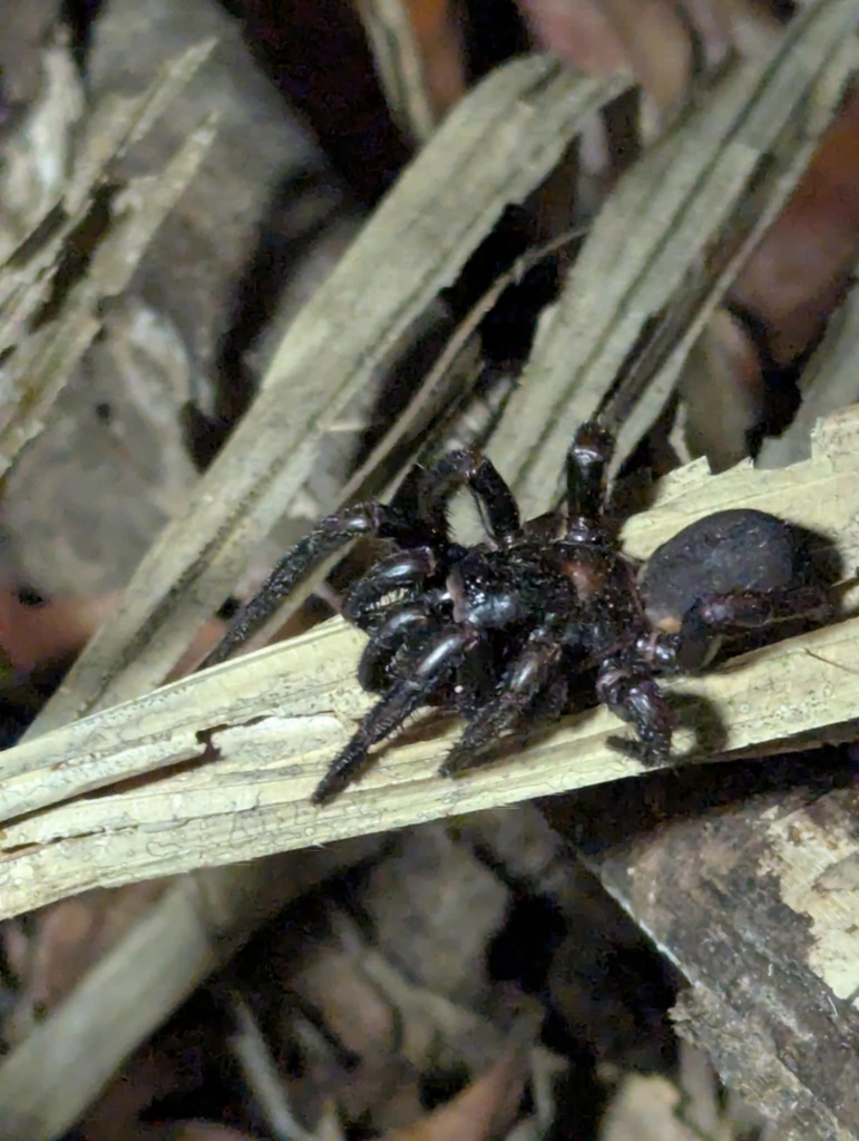 Spiny Trapdoor Spiders from Kuranda QLD 4881, Australia by Lisa White ...