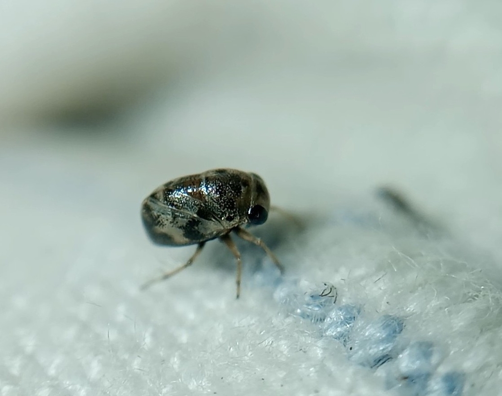 Neoplea from Ramallo, Provincia de Buenos Aires, Argentina on January ...