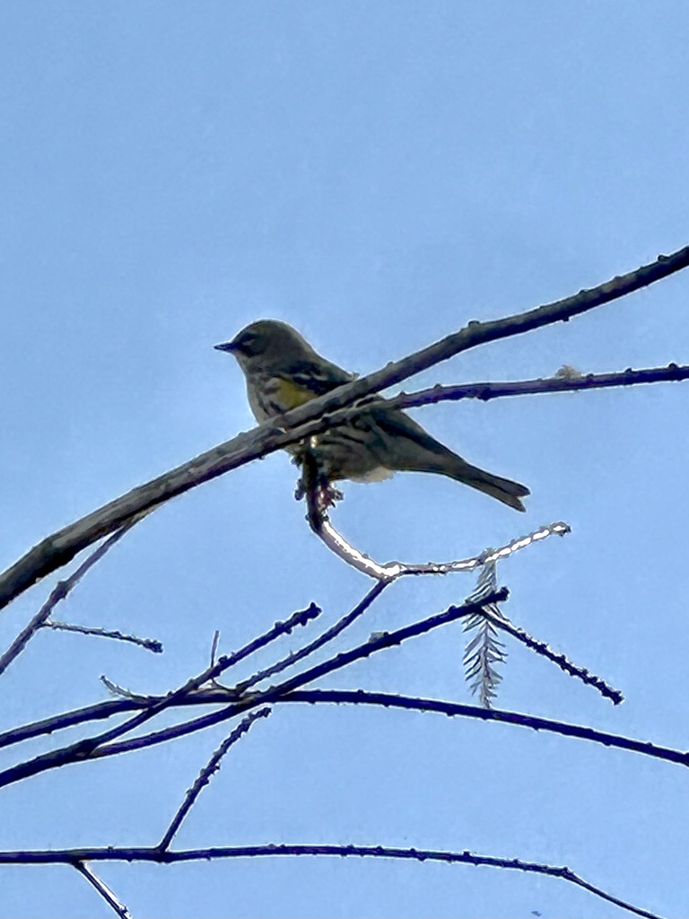 Yellow-rumped Warbler from Florida Gulf Coast University, Fort Myers ...