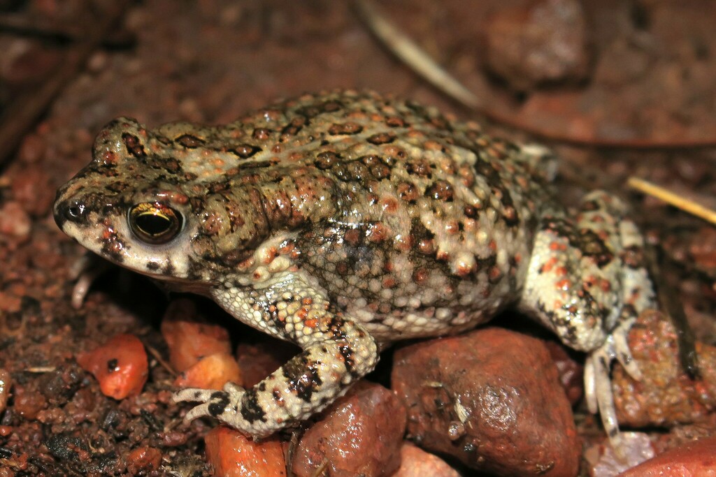 Fenoulhet's Pygmy Toad from Waterberg District Municipality, South ...