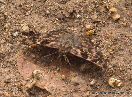 Windia windi · iNaturalist