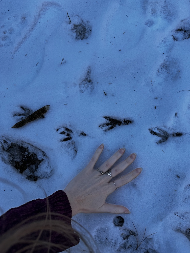 American Crow from Spendthrift Dr, Henrico, VA, US on January 15, 2025 ...