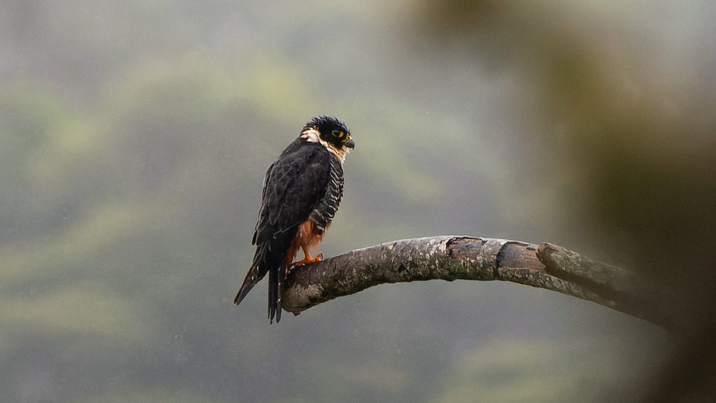 Bat Falcon from Tijuca, Teresópolis - RJ, Brazil on January 15, 2025 at ...