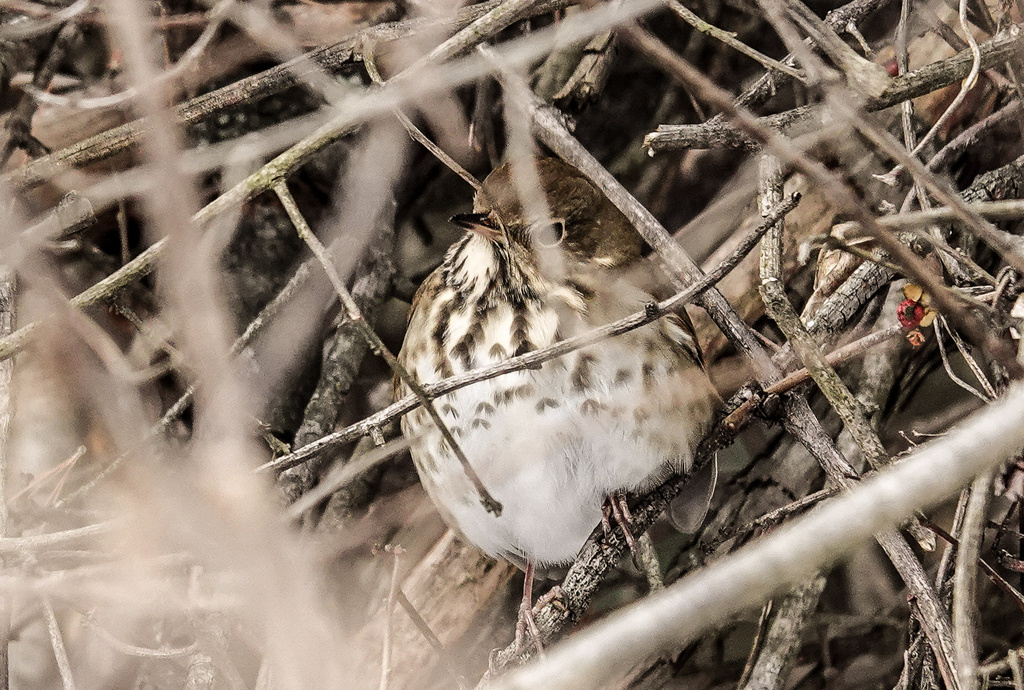 Hermit Thrush from Green Farm Conservation Park, Gaithersburg, MD, US ...