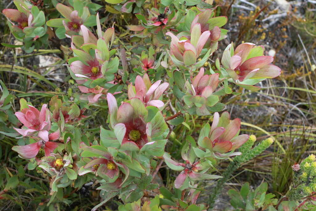 Spicy Conebush from Hermanus, 7200, South Africa on January 15, 2025 at ...