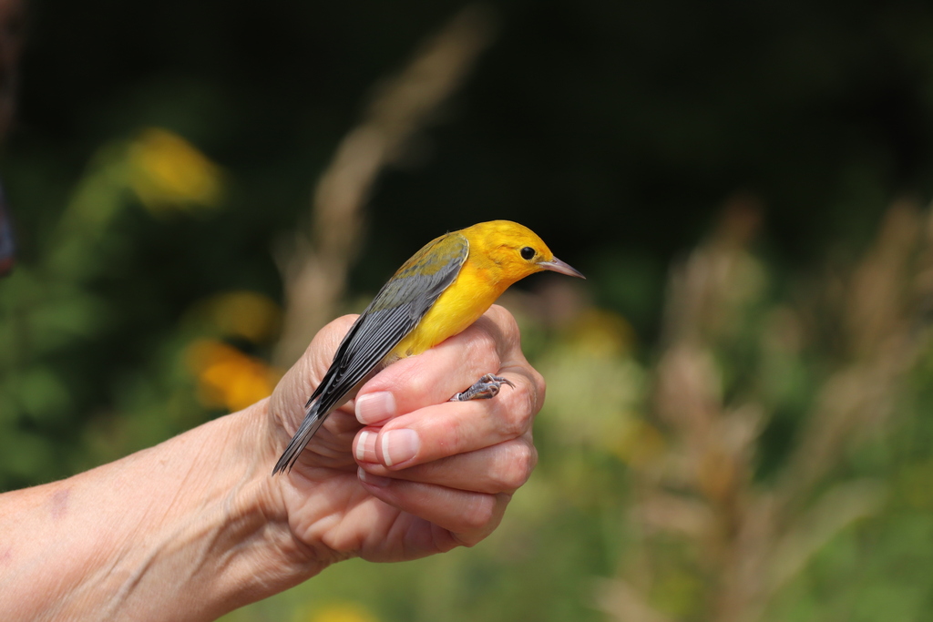 Prothonotary Warbler from Sand Bluff Bird Observatory on August 10 ...