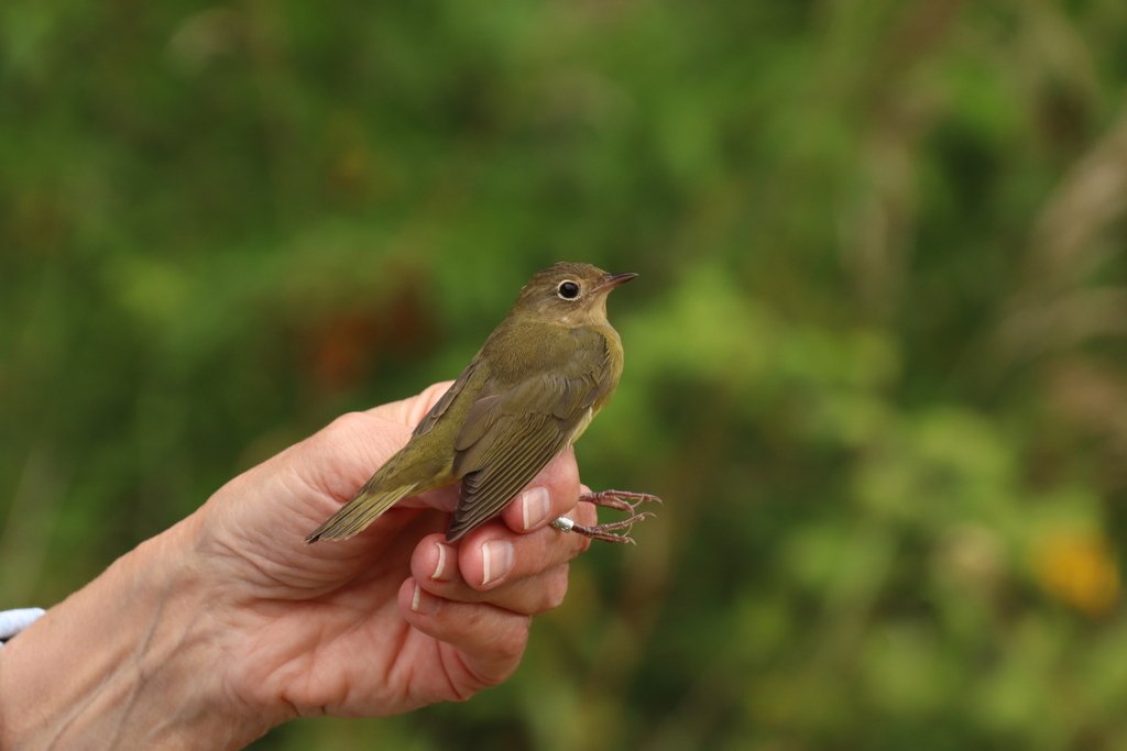 Connecticut Warbler from Sand Bluff Bird Observatory on August 26, 2023 ...