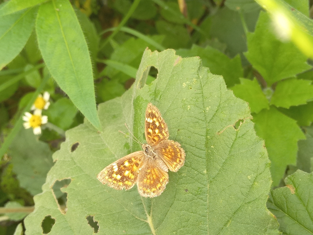 Aricoris from Universidade Federal do Piauí, Campus Professora ...