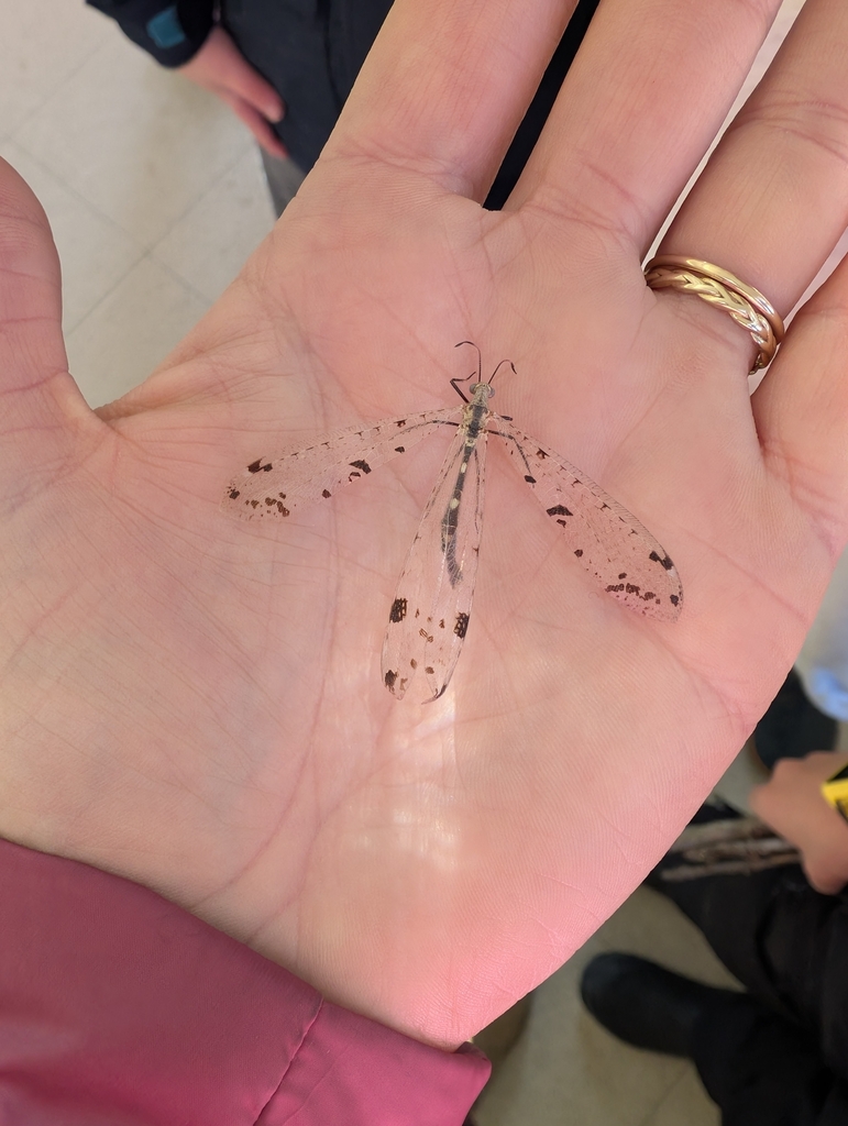 Eastern Spotted-winged Antlion from Milton, MA, USA on January 10, 2025 ...