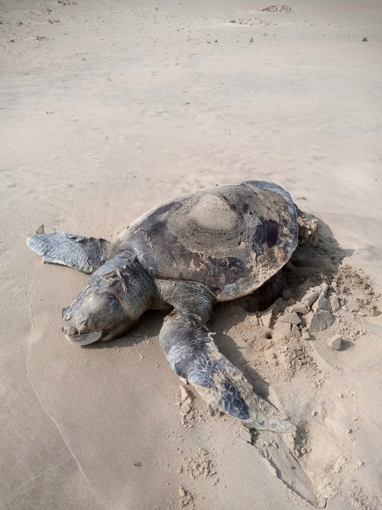 Olive Ridley Sea Turtle in January 2025 by Arya · iNaturalist