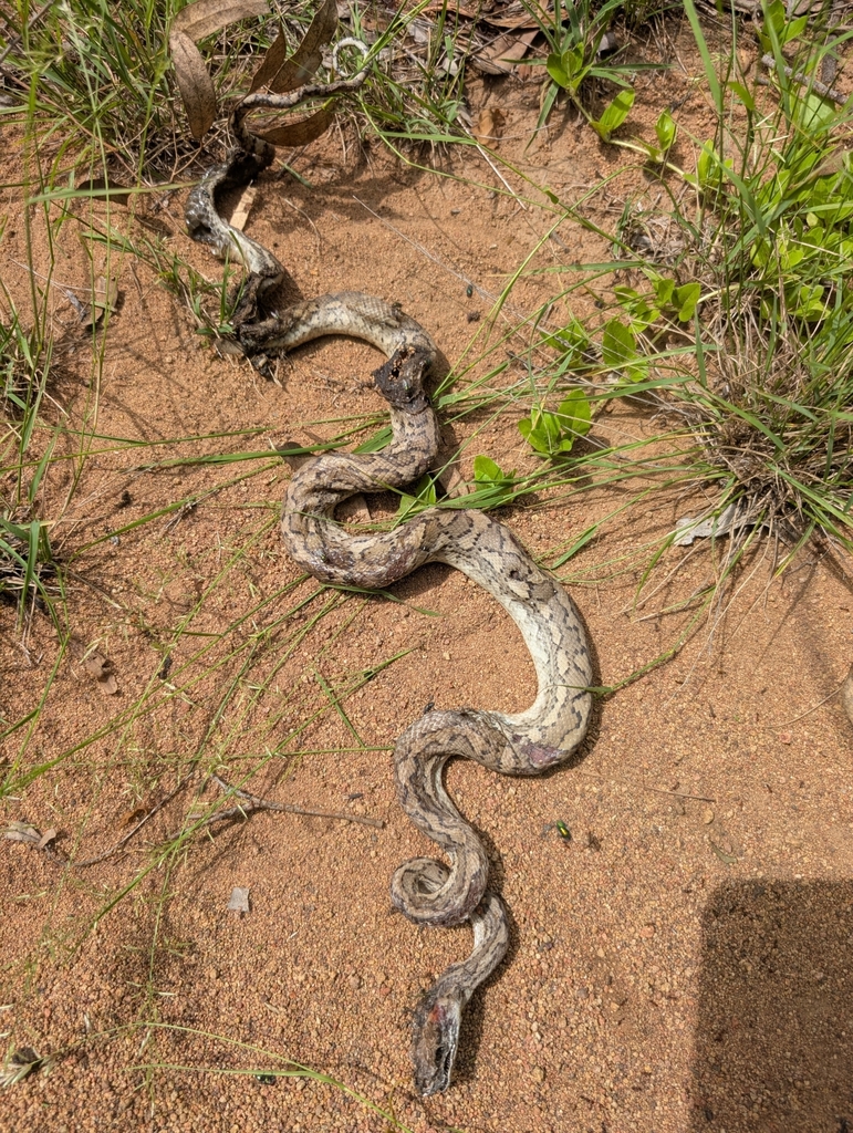 Carpet Python from Boulder Creek QLD 4714, Australia on January 15 ...