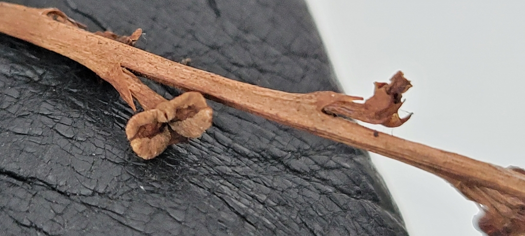 Beechdrops from Peterborough, ON K9L, Canada on January 15, 2025 at 03: ...