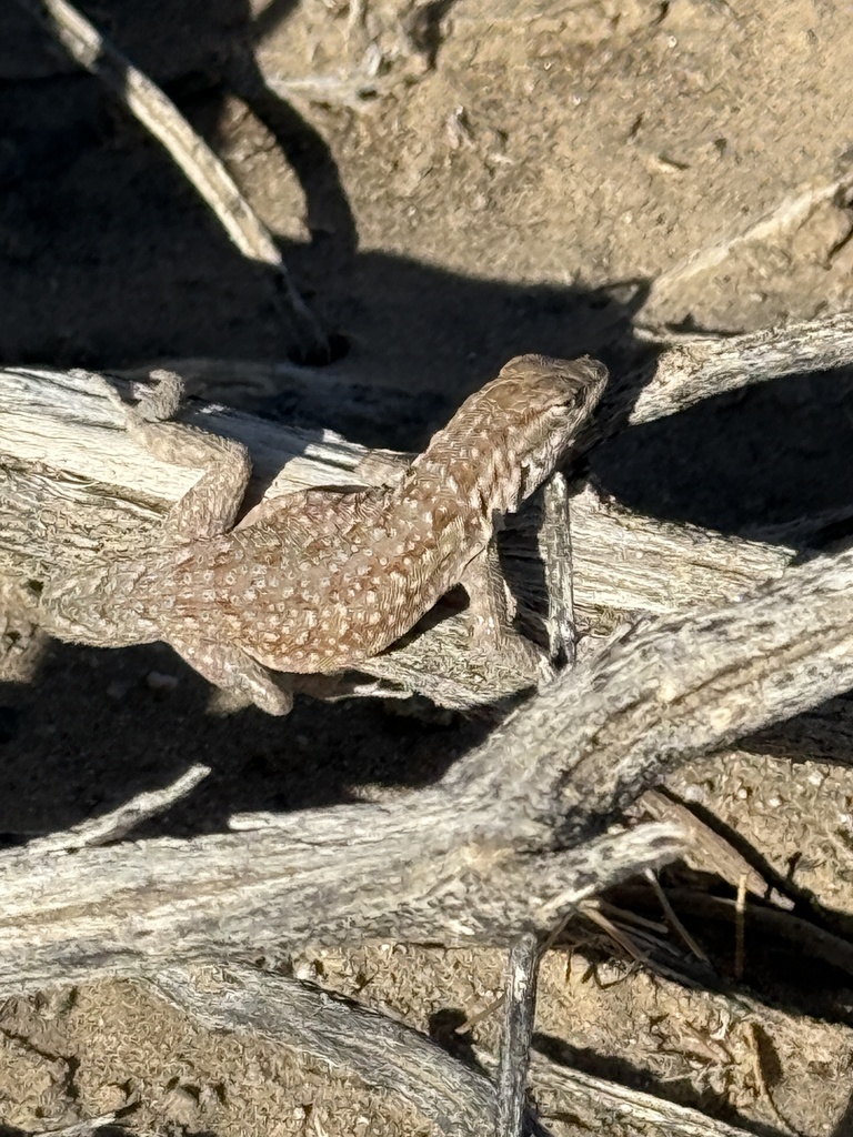 Western Side-blotched Lizard from Desert Center, CA, US on January 15 ...