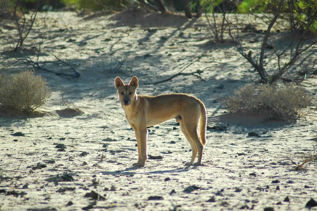 Dingo from Jack Lake, Clifton Hills Station SA 5733, Australia on ...