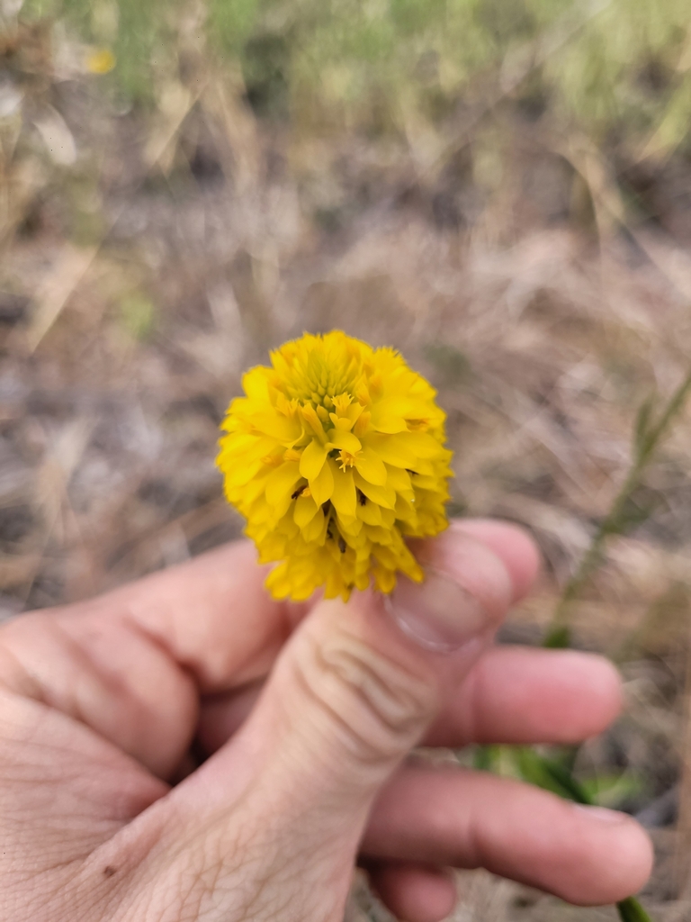 Yellow Bachelor's Button from Venice, FL 34293, USA on January 15, 2025 ...