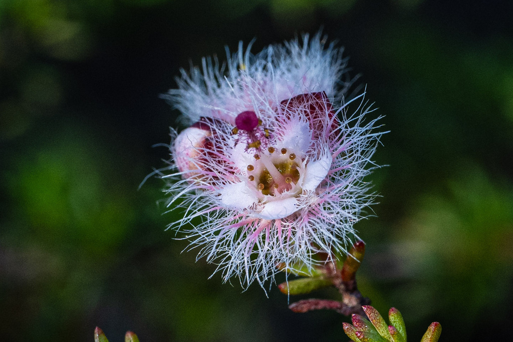 variegated featherflower from Hill River WA 6521, Australia on ...